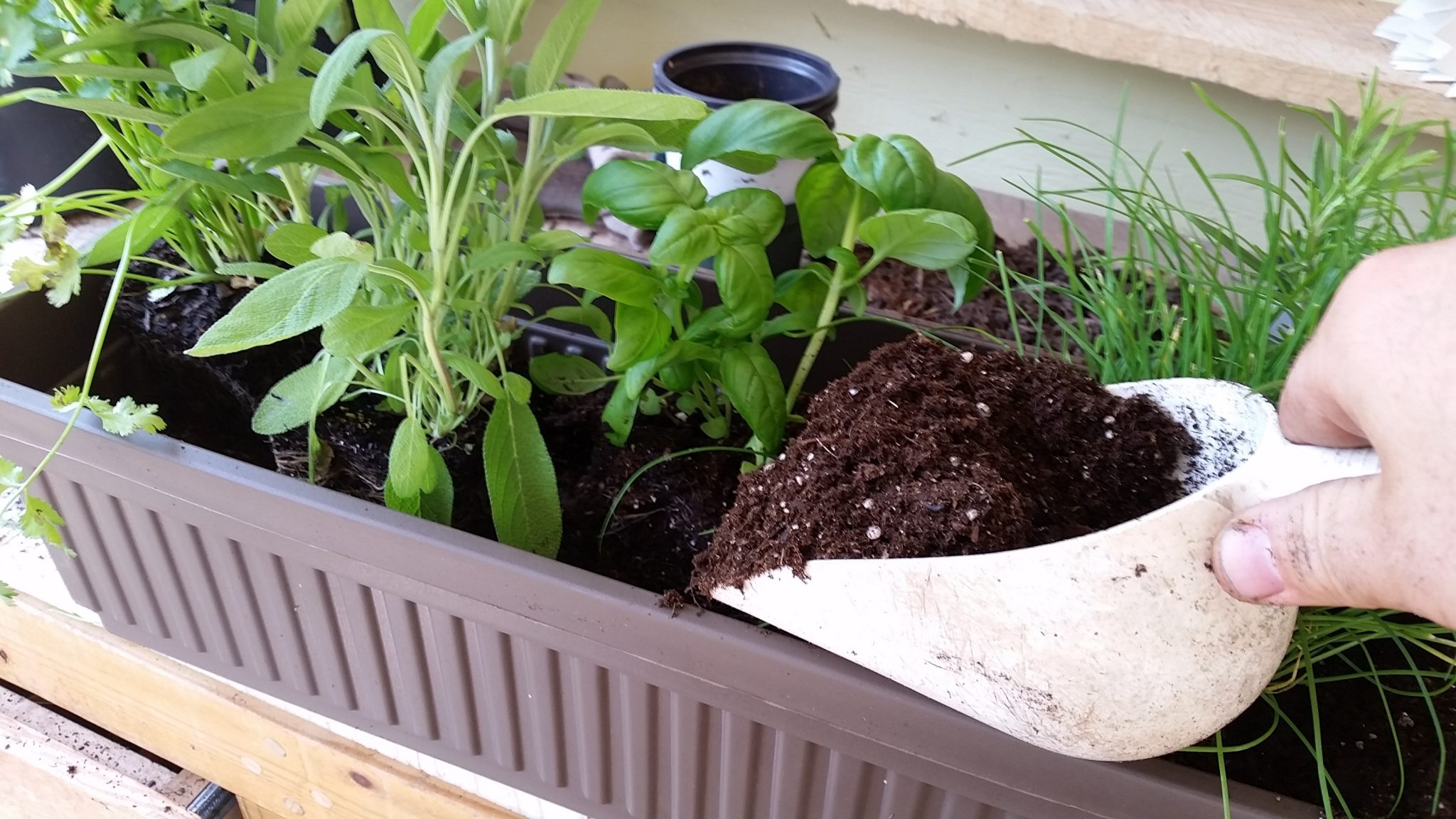 Growing Some Herb: An Introduction to Gardening